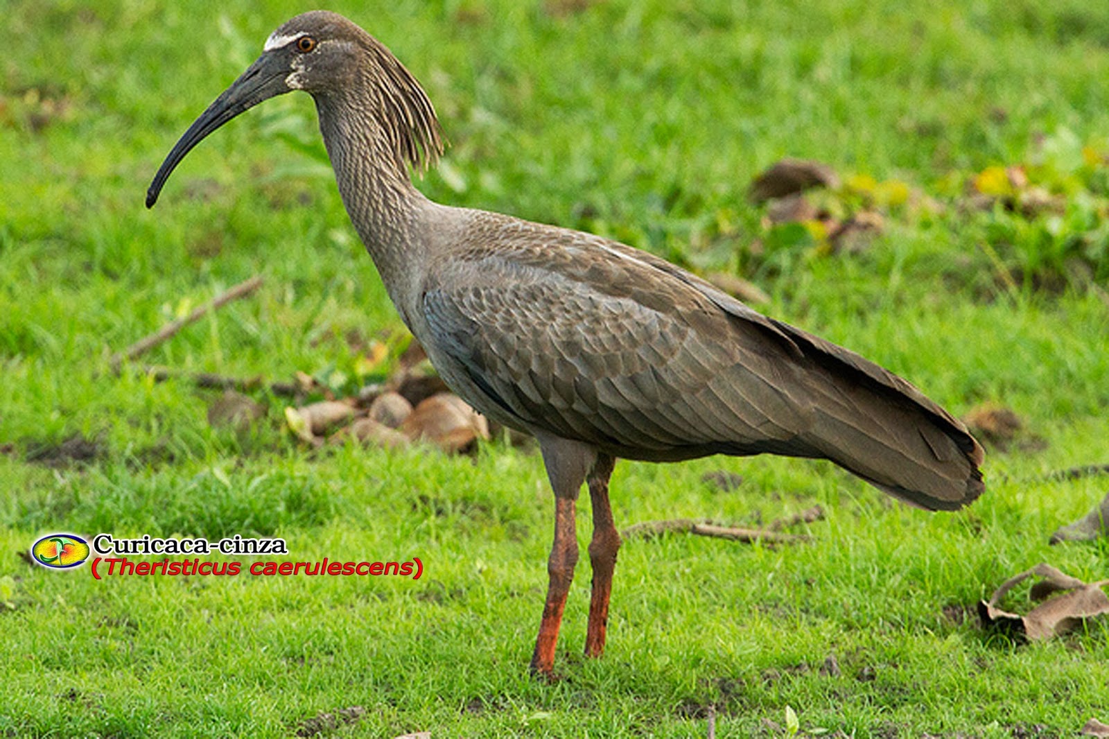 Zoologia: Curicaca-cinza (Theristicus caerulescens)